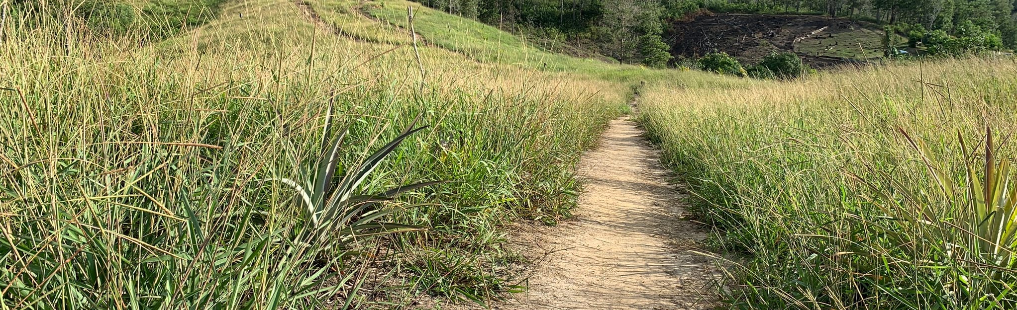 Bukit Nanas Loop: 27 Reviews, Map - Tutong, Brunei | AllTrails