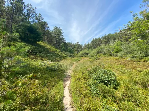 Best Hikes and Trails in Myles Standish State Forest | AllTrails