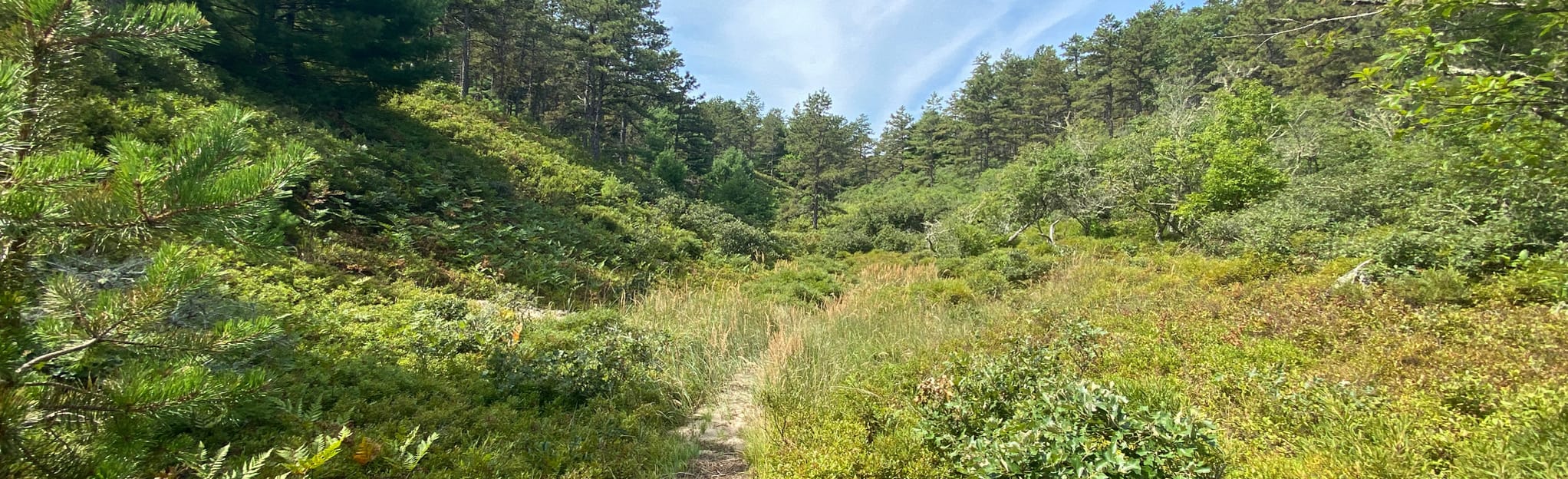 Cherry Pond Loop, Massachusetts - 109 Reviews, Map | AllTrails