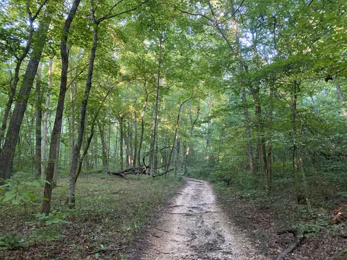 10 Best Bird Watching Trails in Mark Twain National Forest | AllTrails