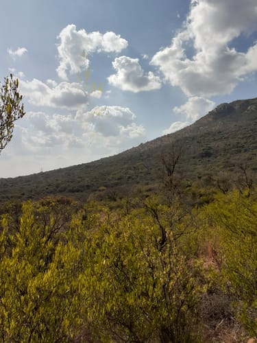 2023 Best Forest Trails in Kgaswane Mountain Reserve | AllTrails