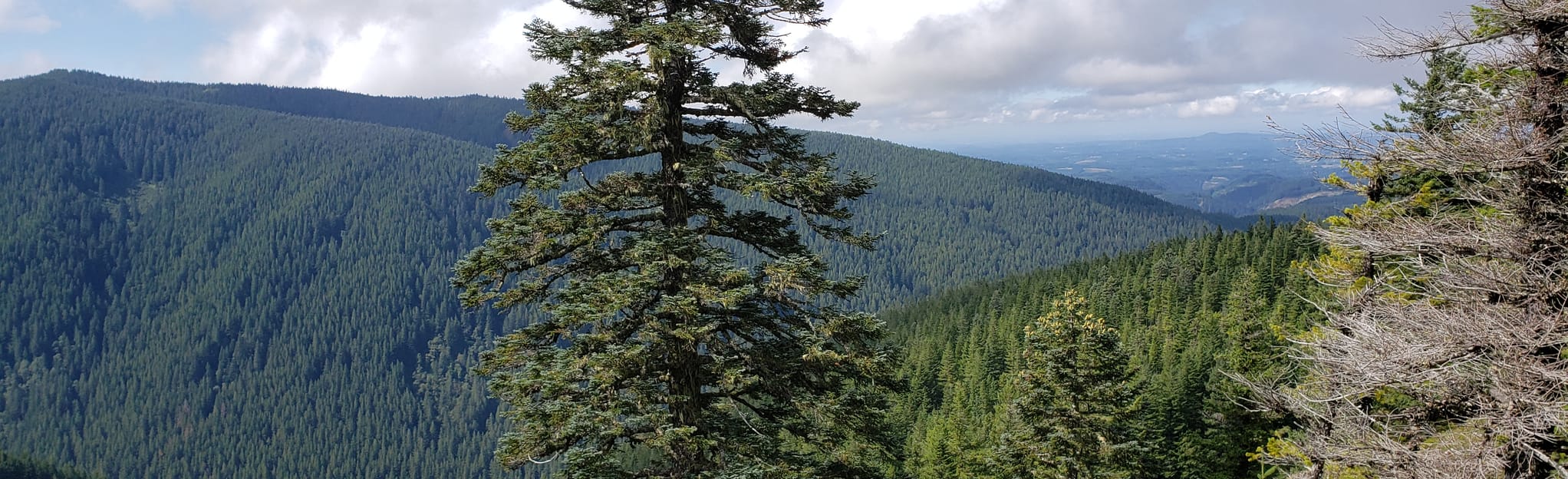 Wildcat Mountain Trail #781F via Douglas Trail #781: 184 Reviews, Map ...