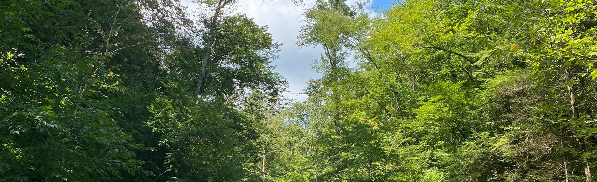 Window Cliffs Trail, Tennessee - 1,338 Reviews, Map | AllTrails