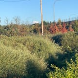 Scott Pierson Trail, Washington - 91 Reviews, Map | AllTrails