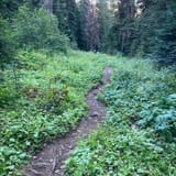 Thorp Lake via Thorp Creek Trail, Washington - 136 Reviews, Map | AllTrails