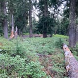 Thorp Lake via Thorp Creek Trail, Washington - 136 Reviews, Map | AllTrails