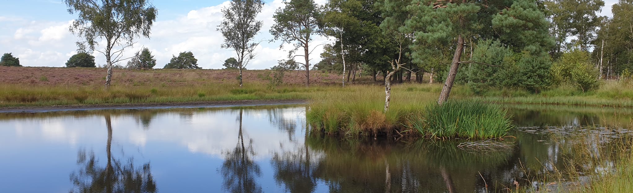 AllTrails | Vierhouterbos - Elspeetsche Heide: 19 Reviews, Map ...