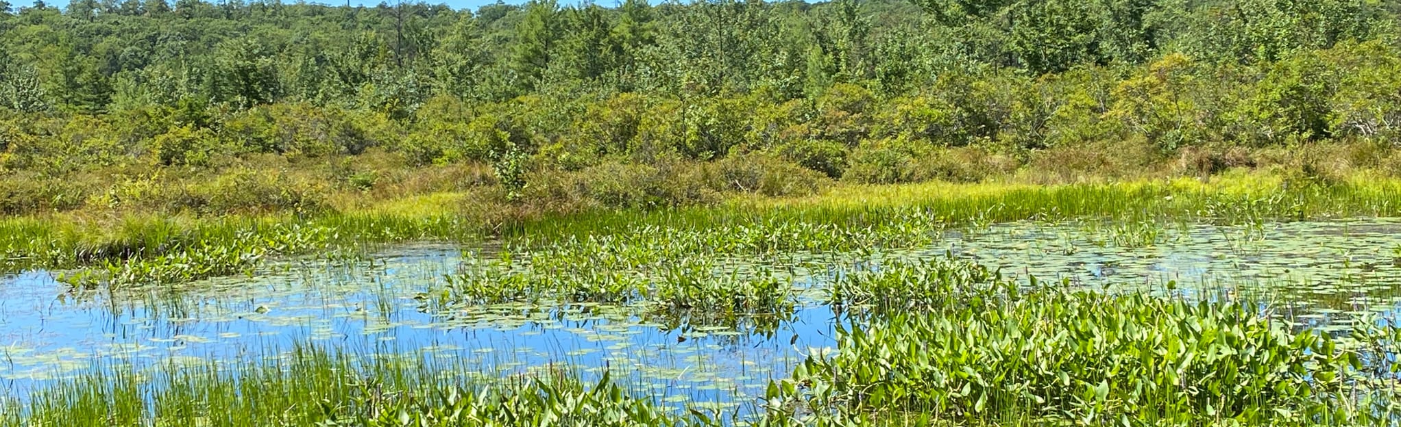 Red Shale Loop Trail, Pennsylvania - 34 Reviews, Map | AllTrails