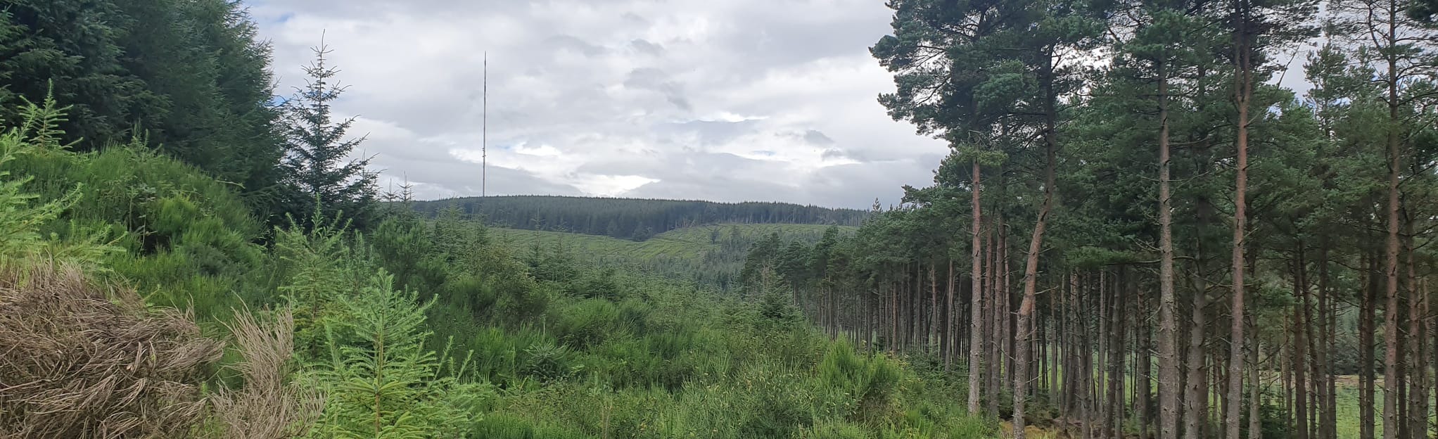 Fetteresso Forest and Cowie Water Circular, Aberdeenshire, Scotland ...
