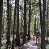 Joyce WMA Swamp Walk Nature Trail, Louisiana - 57 Reviews, Map | AllTrails