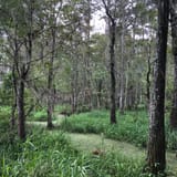 Joyce WMA Swamp Walk Nature Trail, Louisiana - 57 Reviews, Map | AllTrails