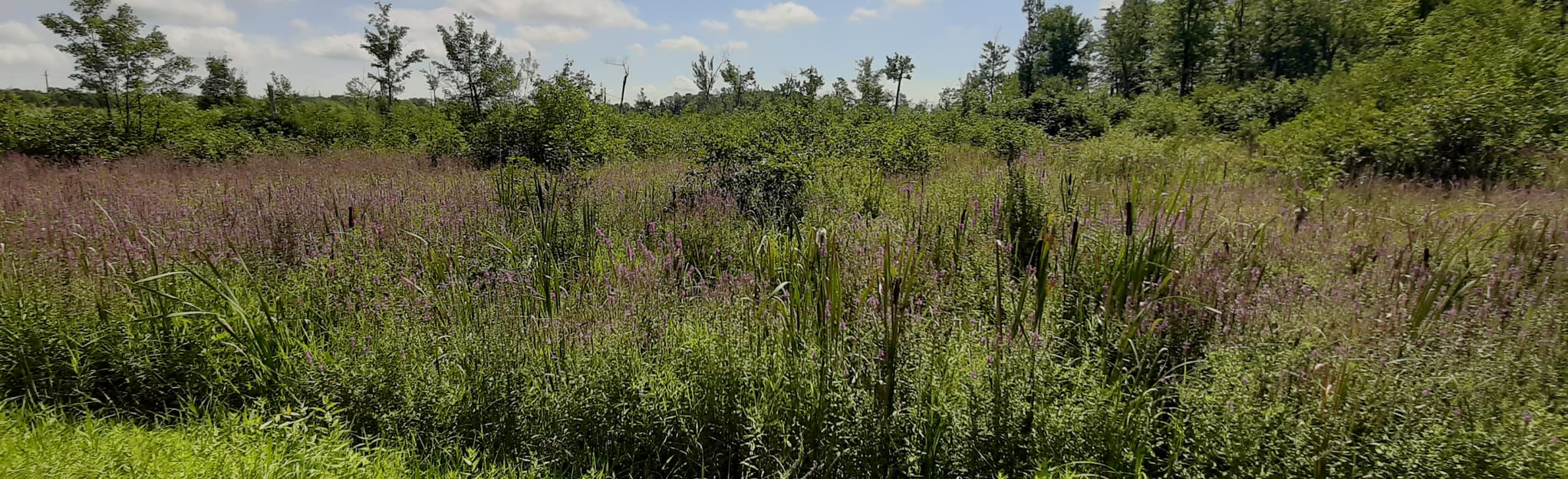 Summerstown Forest: Short Yellow: 24 Reviews, Map - Ontario, Canada ...