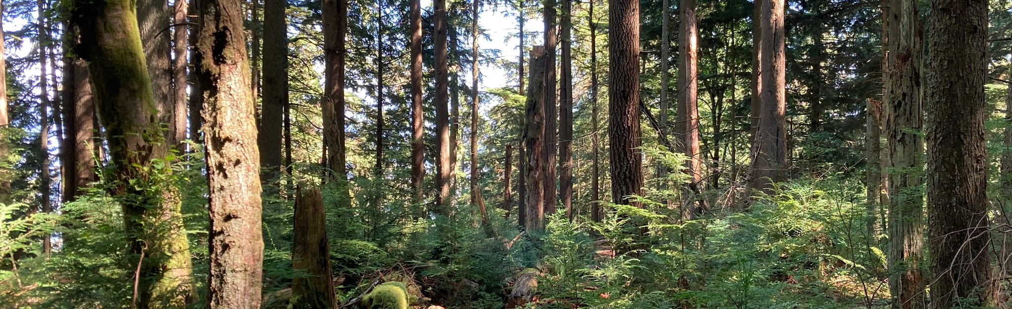May Valley to Squak Mountain Road Loop : 183 Reviews, Map - Washington ...
