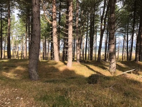 Best Hikes and Trails in Culbin Forest | AllTrails