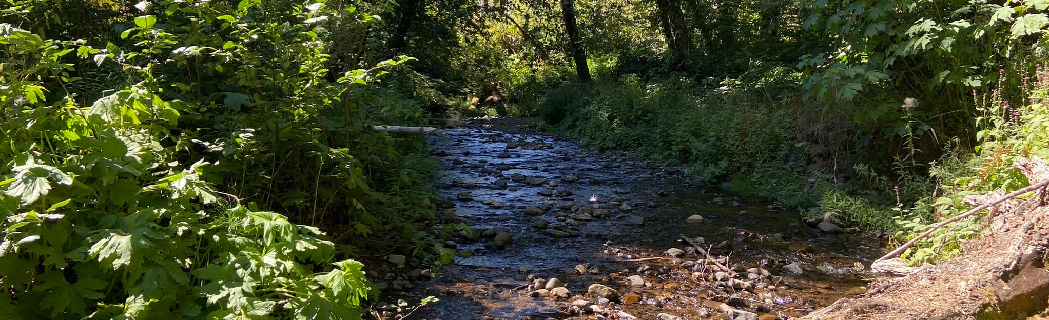 Triple C Trail to Gales Creek Trail Loop, Oregon - 243 Reviews, Map ...