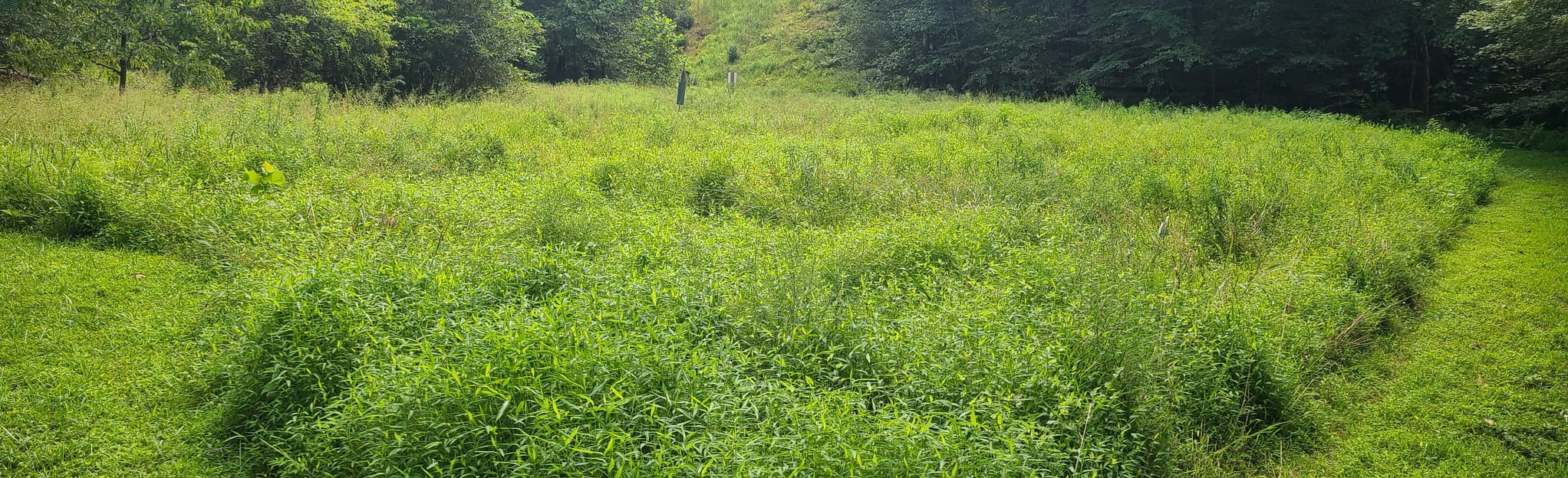 Dragonfly Loop Trail, Virginia - 11 Reviews, Map | AllTrails
