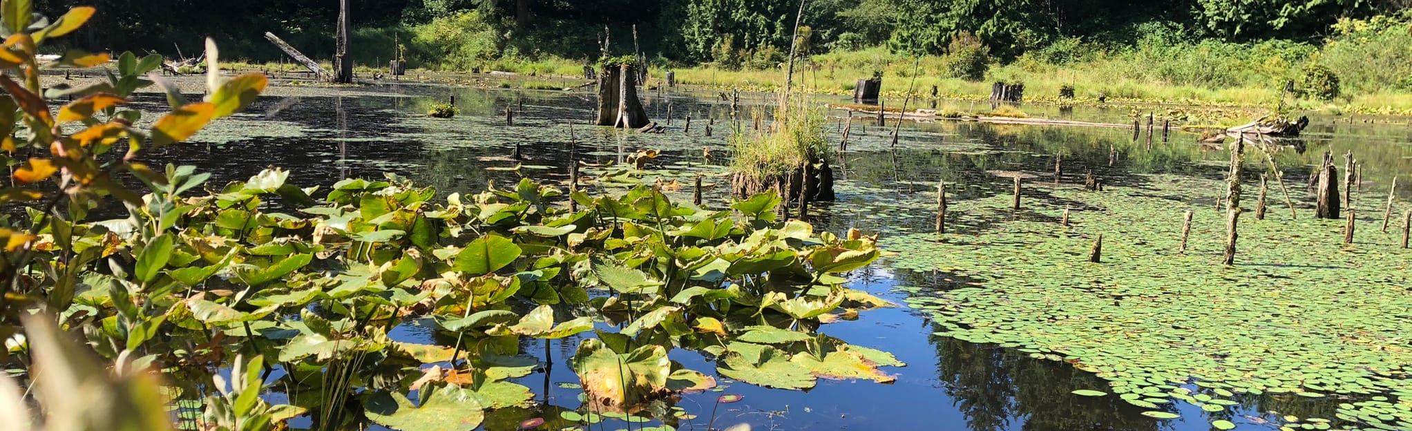 Lord Hill, Main Trail and Temple Pond Loop Trail: 1252 Reviews, Map ...