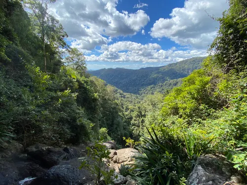 10 Best Waterfall Trails in Springbrook National Park | AllTrails