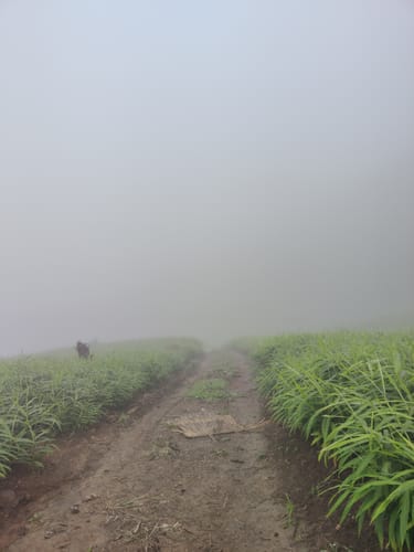 2023 Best 10 Forest Trails in Doi Phu Kha National Park | AllTrails