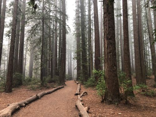 Best 10 Hikes and Trails in Joaquin Miller Park | AllTrails