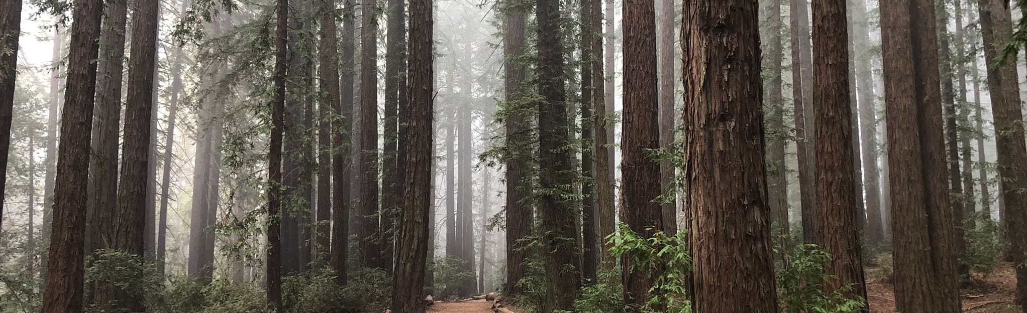 Sunset, Sequoia Bay View, Big Trees and Sunset Loop: 2.255 foto's ...