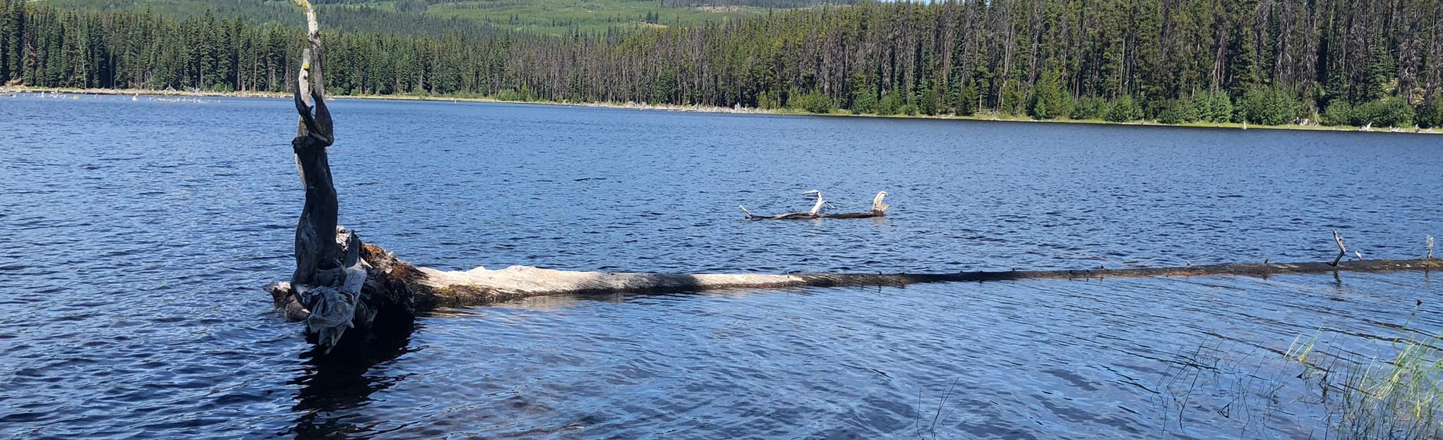 Headwaters Lakes, British Columbia, Canada - 3 Reviews, Map | AllTrails