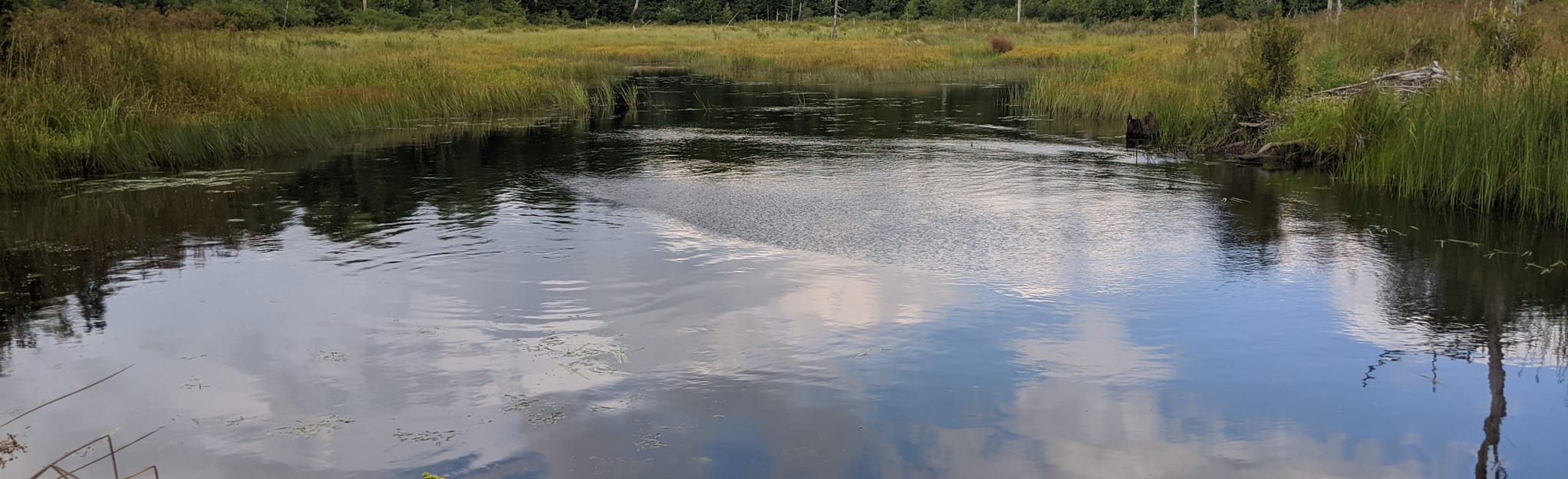 Dorothy Francis Rice Sanctuary Perimeter Trail Loop : 110 photos ...