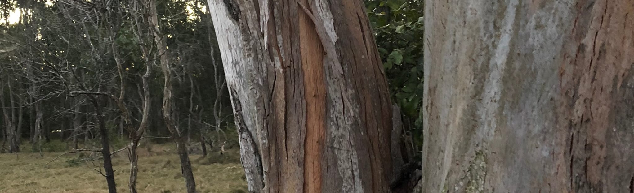 Tinchi Tamba Southern Loop: 36 Reviews, Map - Queensland, Australia ...