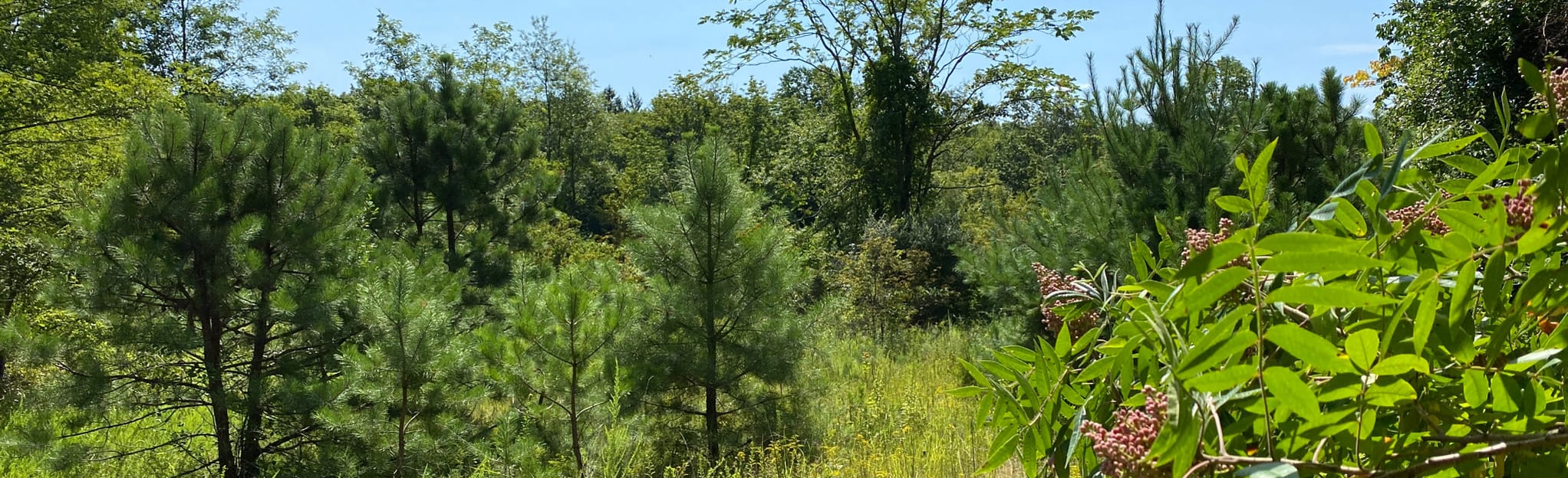 Watchung Reservation White and Purple Trail Loop, New Jersey - 61 ...