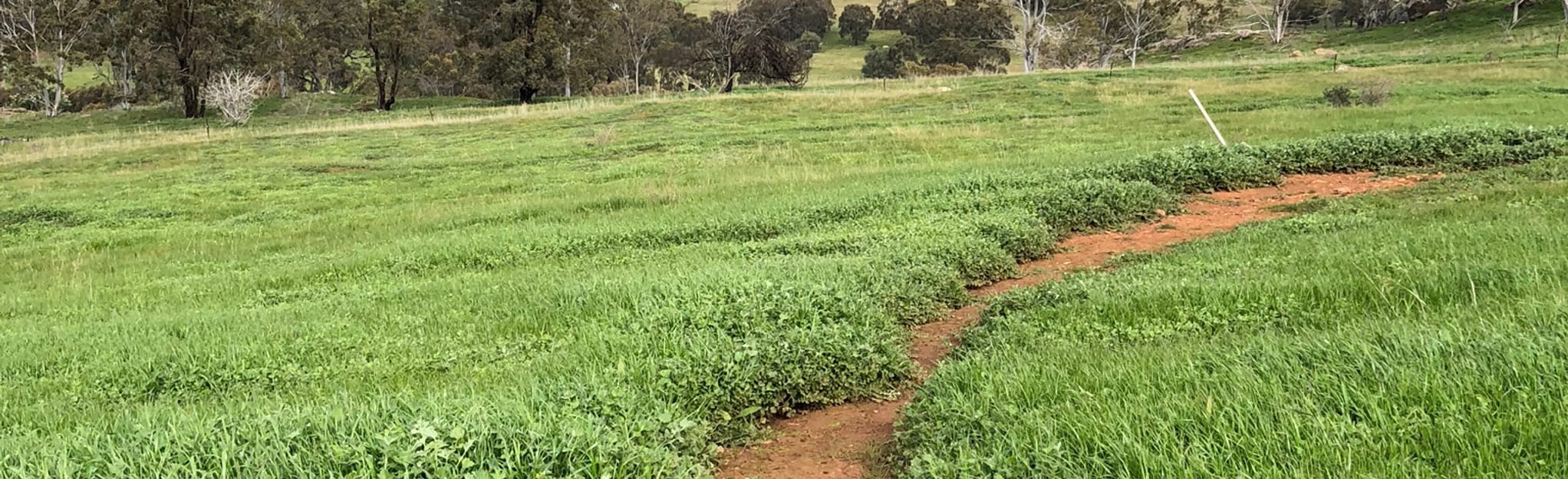 Mount Major Short Loop, Victoria, Australia - 8 Reviews, Map | AllTrails