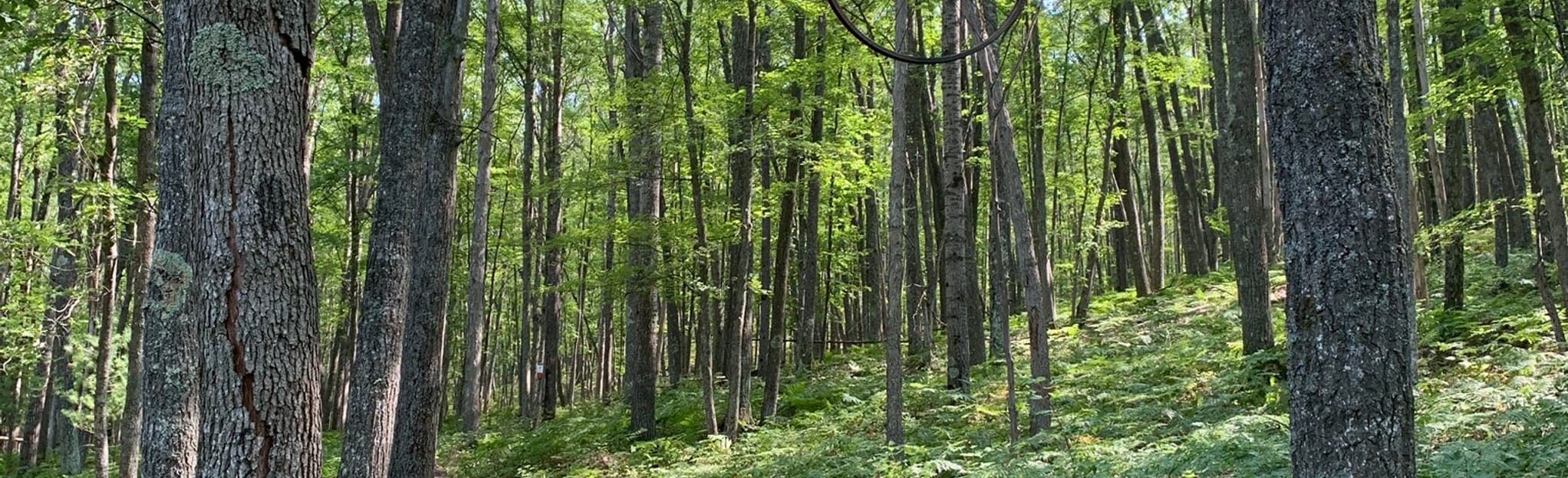 Hanson Hills Outer Loop: 18 Reviews, Map - Michigan | AllTrails