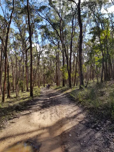 Best Moderate Trails in Creswick State Forest | AllTrails