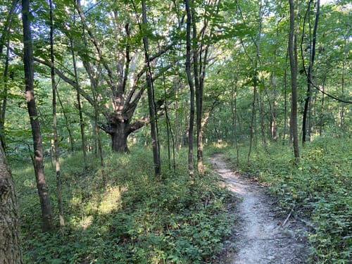 Best Hikes and Trails in Dickson Mounds State Park | AllTrails