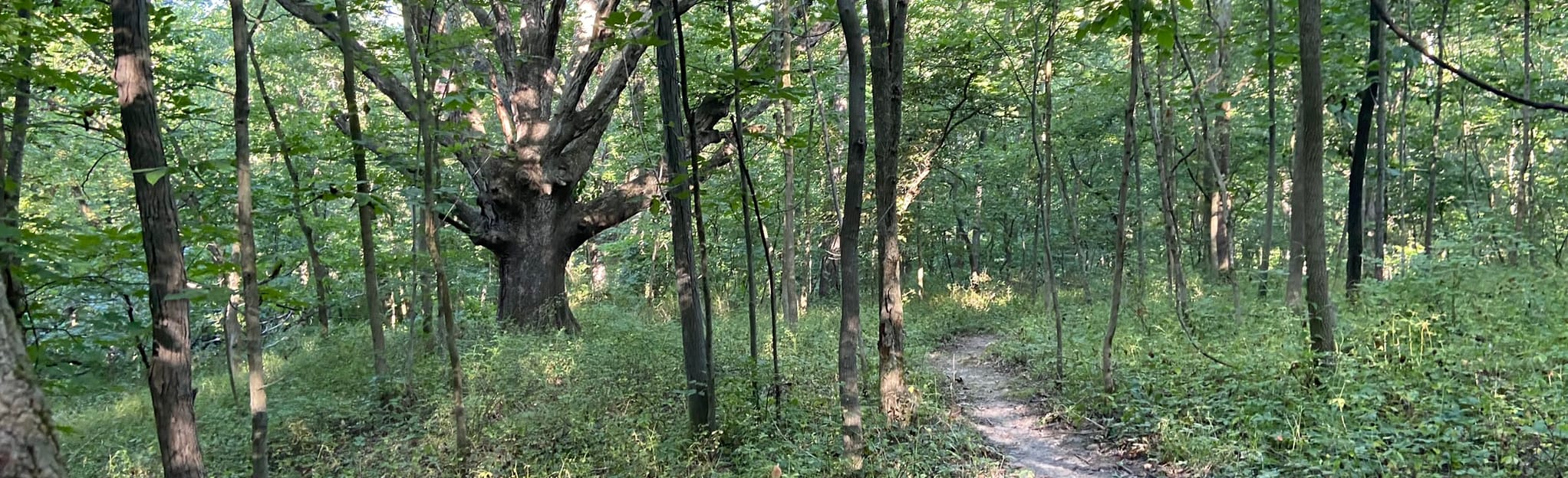 Dickson Mounds Museum Trails, Illinois - 46 Reviews, Map | AllTrails