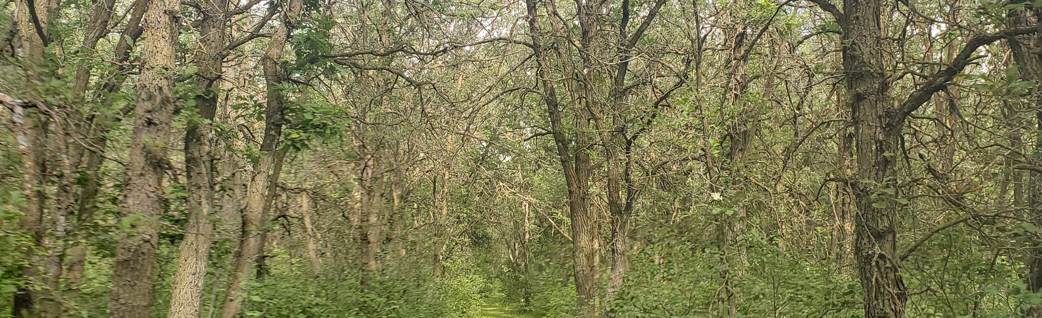 St. Malo TCT Yellow and Red Trail | Map, Guide - Manitoba, Canada ...