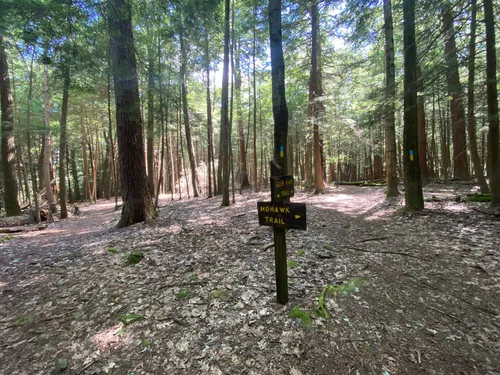 10 Best Trail Running Trails in Cook Forest State Park | AllTrails