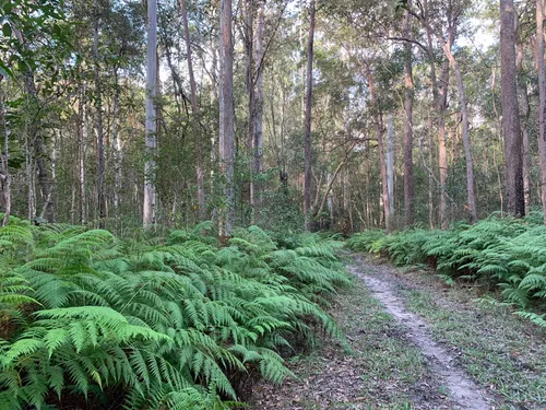Best 10 Hiking Trails in Eumundi Conservation Park | AllTrails