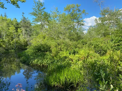 Best Short Trails in Pachaug State Forest | AllTrails