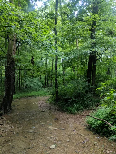 Best Hikes and Trails in Clark State Forest | AllTrails