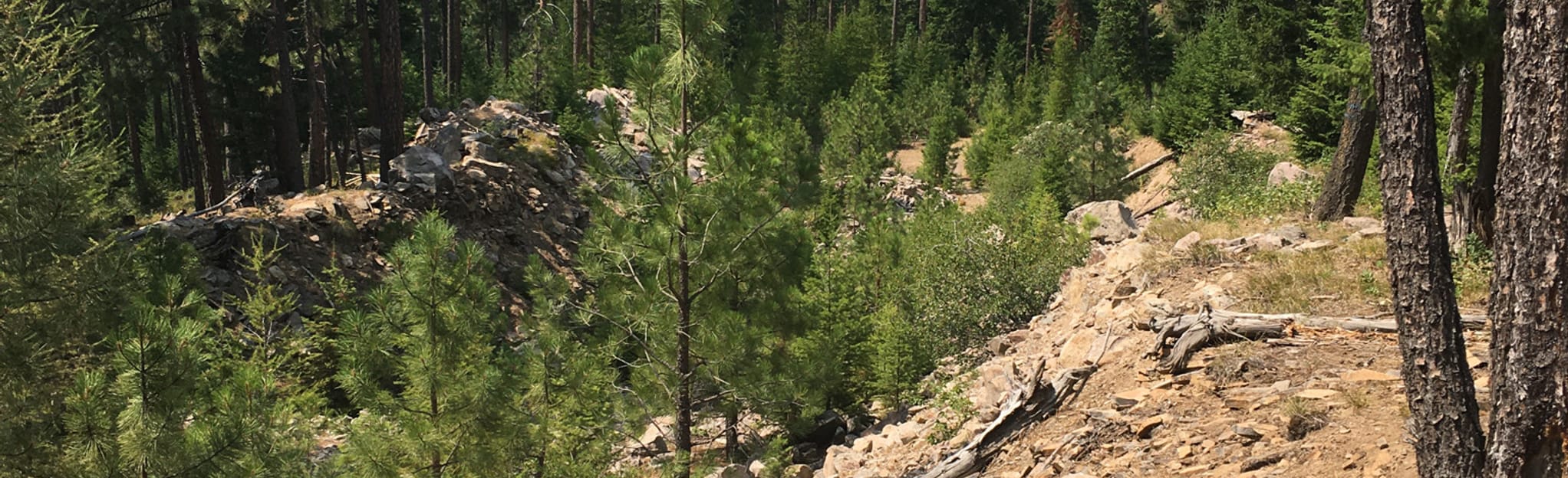 Mount Emily Recreation Area MTB Loop: 6 Reviews, Map - Oregon | AllTrails