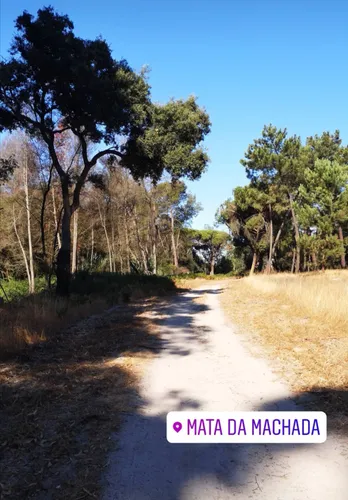 Best Hikes and Trails in Mata Nacional da Machada | AllTrails