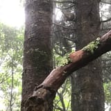 Fork Ridge Trail to Tennent Mountain, North Carolina - 38 Reviews, Map ...