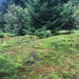 Fork Ridge Trail to Tennent Mountain, North Carolina - 40 Reviews, Map ...