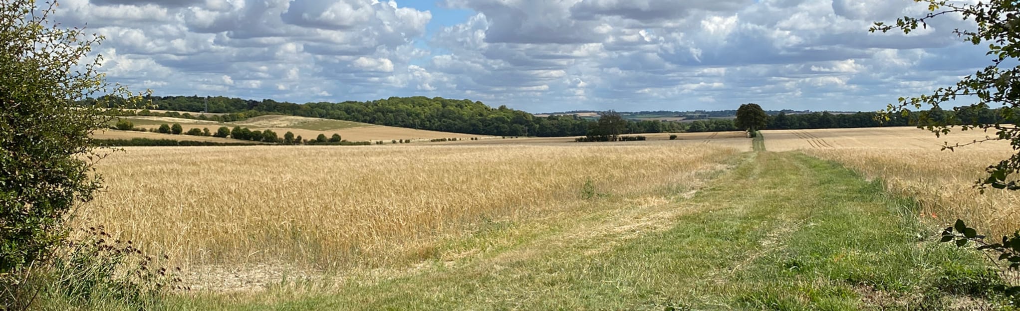 Therfield Heath and Icknield Way, Hertfordshire, England - 50 Reviews ...