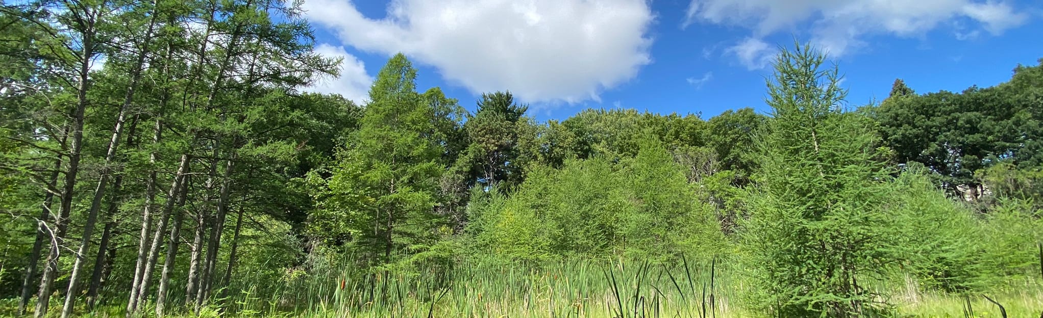 Quaking Bog Loop, Minnesota - 356 Reviews, Map | AllTrails