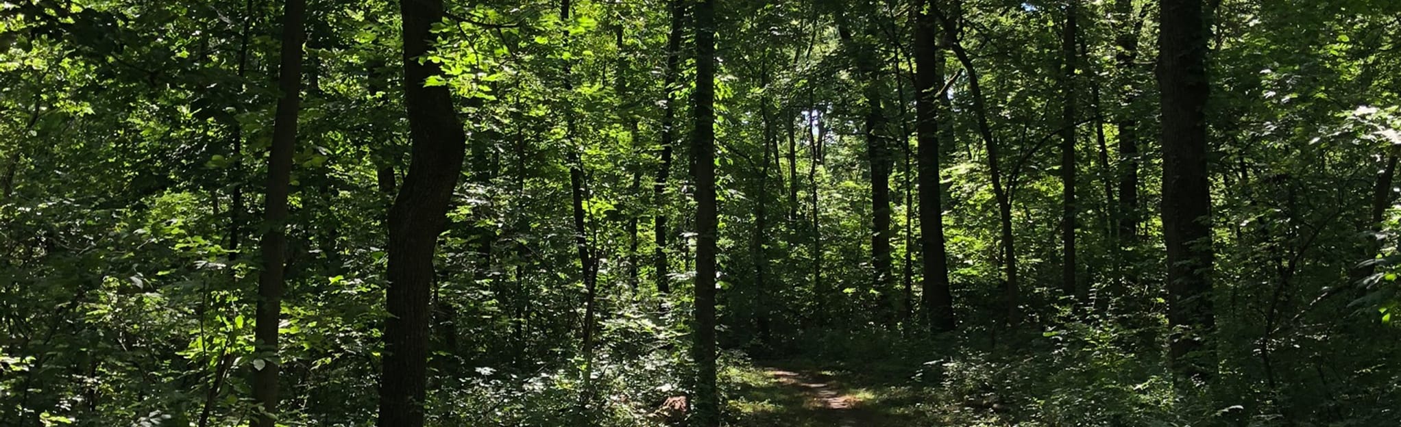 Mather Woods Park Loop: 89 Reviews, Map - Illinois | AllTrails