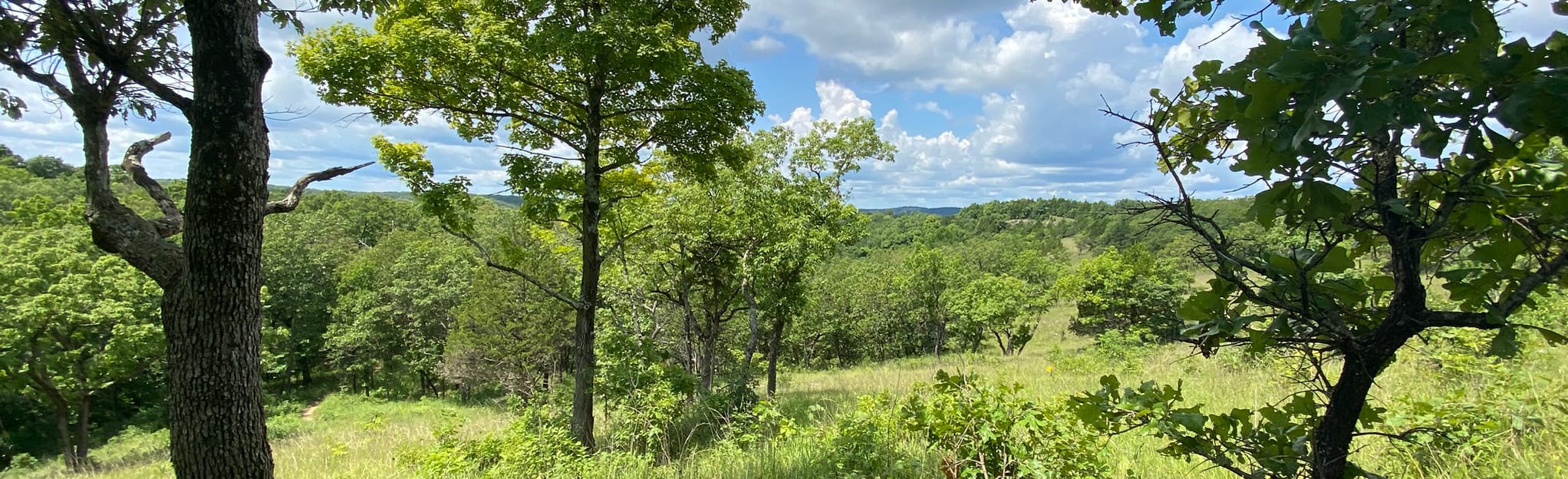 Acorn Trail, Missouri - 110 Reviews, Map | AllTrails