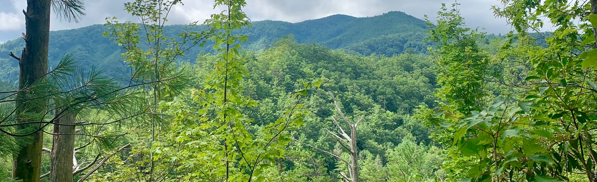 Spruce Flats Falls via Lumber Ridge Loop: 260 Reviews, Map - Tennessee ...