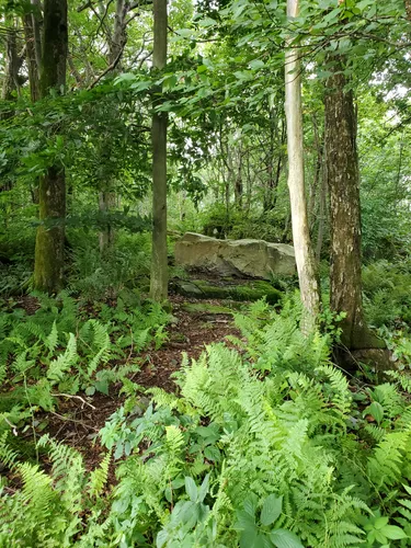 Best 10 Hikes and Trails in Forbes State Forest | AllTrails