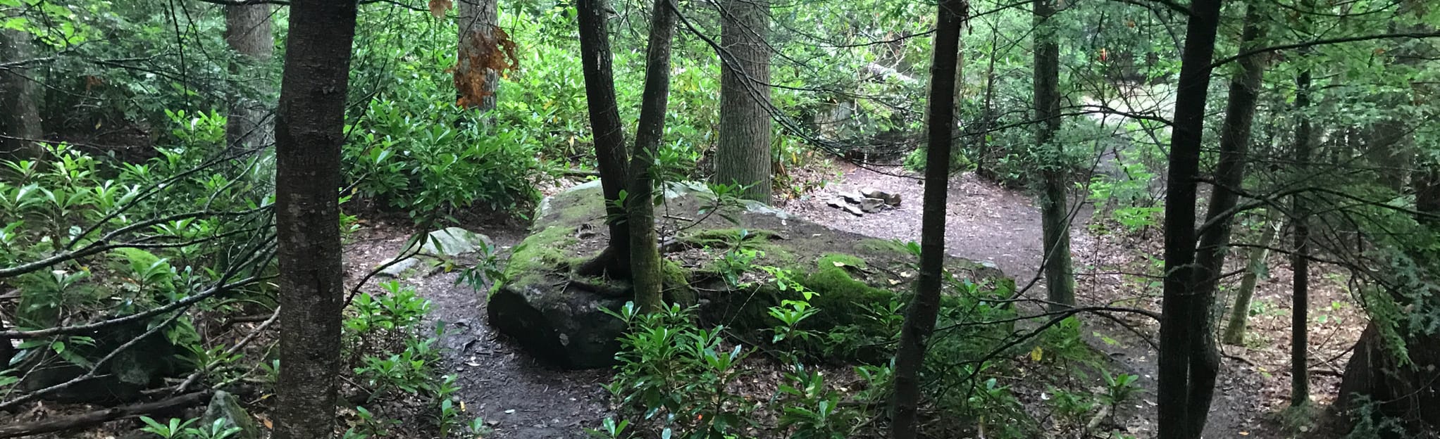 Virgin Hemlock to Tyrone Trail Loop, West Virginia - 372 Reviews, Map ...